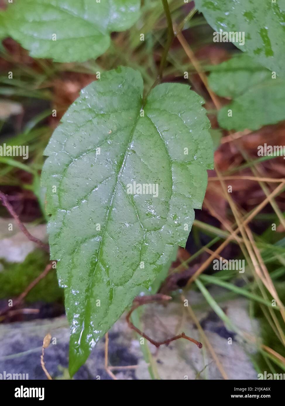 wood asters (Eurybia Stock Photo - Alamy