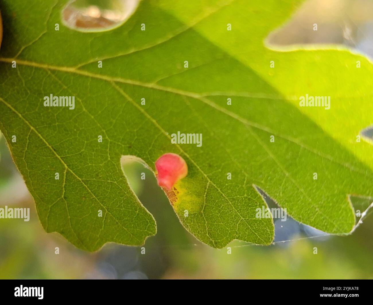 Red cone gall hi-res stock photography and images - Alamy