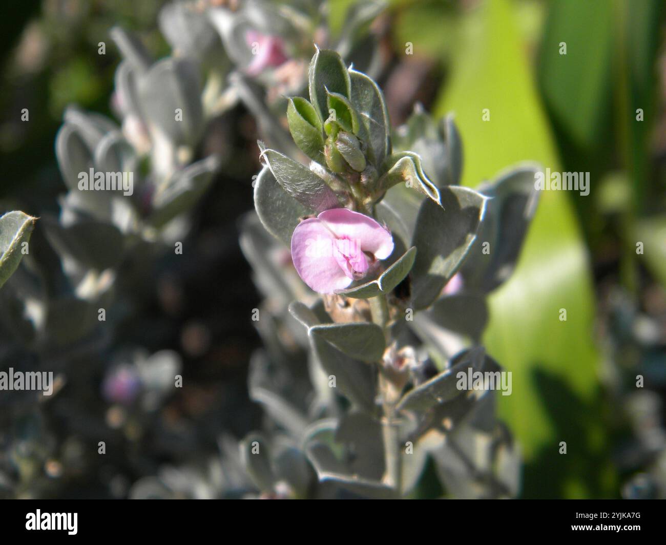 Satin bush (Podalyria sericea Stock Photo - Alamy