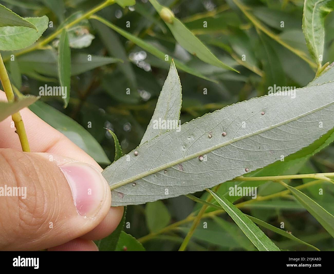 Willow Bead Gall Mite (Aculus tetanothrix Stock Photo - Alamy