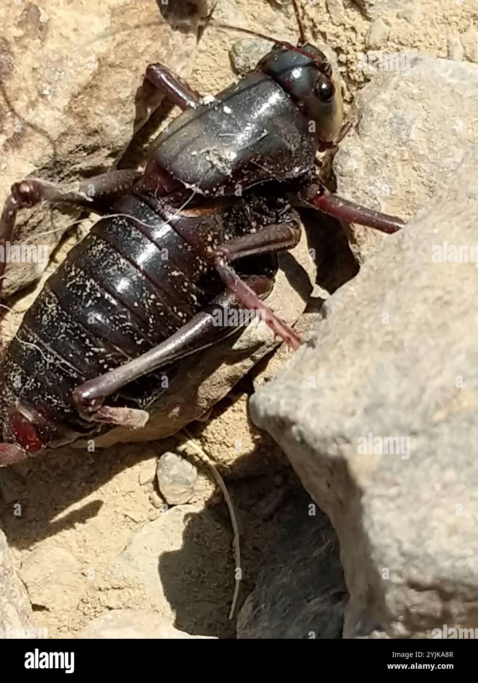 Mormon Cricket (Anabrus simplex Stock Photo - Alamy