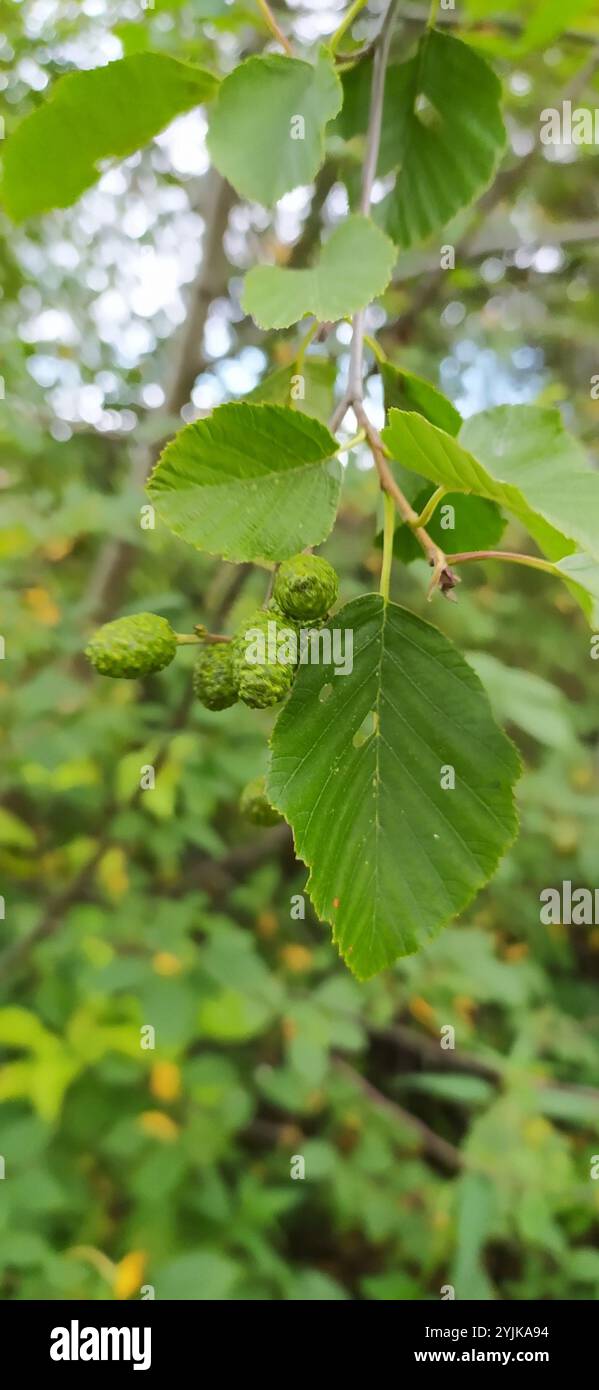 grey alder (Alnus incana Stock Photo - Alamy