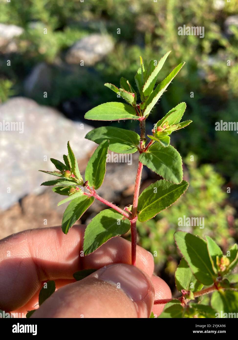 Wormseed Sandmat (Euphorbia vermiculata Stock Photo - Alamy