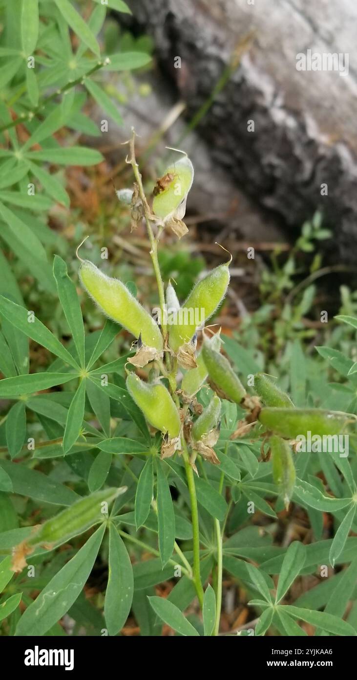 Broadleaf Lupine (Lupinus latifolius Stock Photo - Alamy