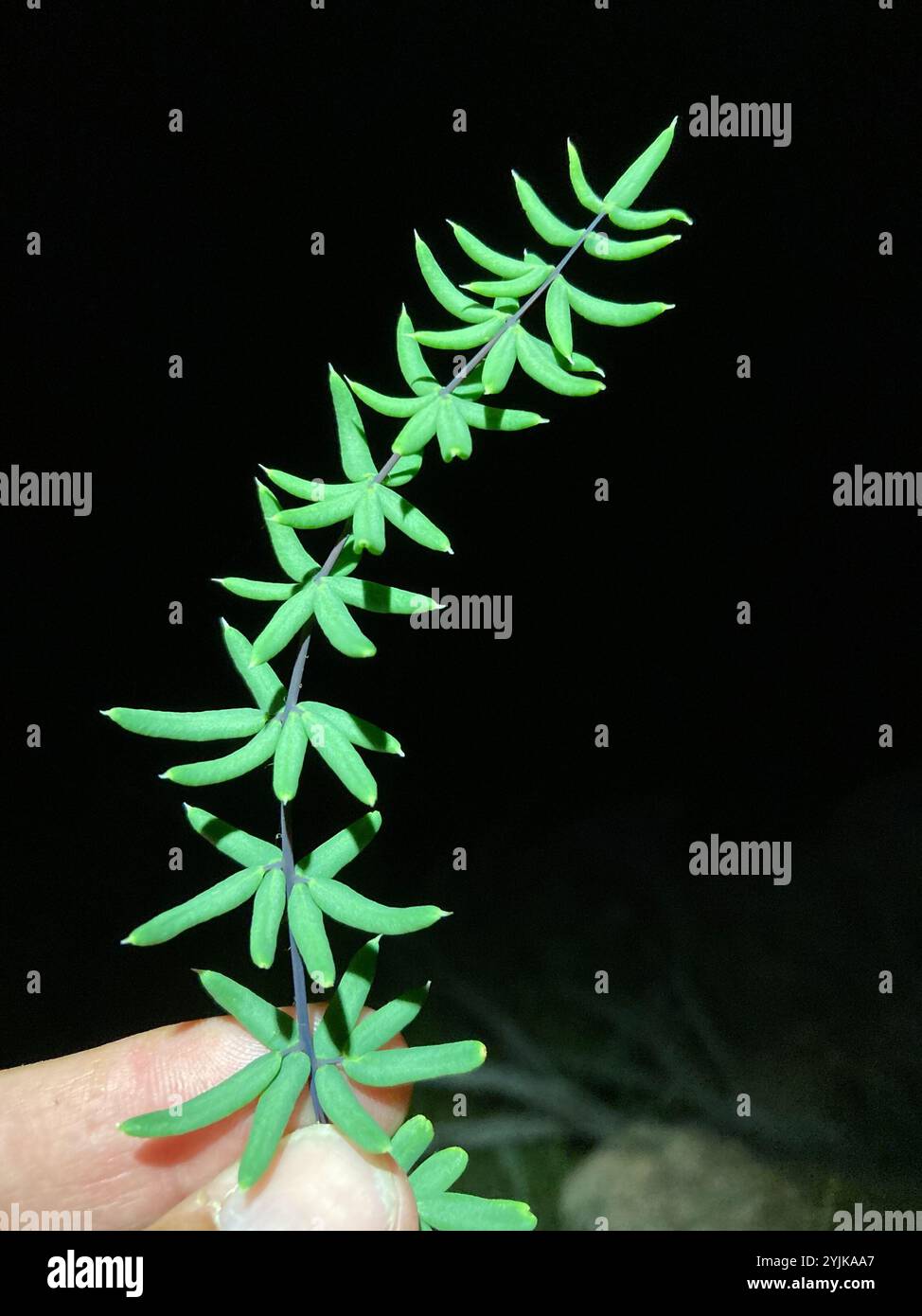 Wright's cliffbrake (Pellaea wrightiana Stock Photo - Alamy