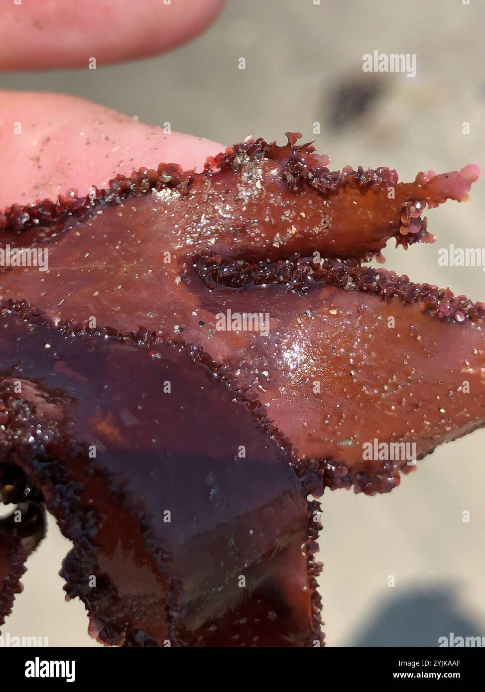 Grape Tongue (Cryptopleura ruprechtiana Stock Photo - Alamy