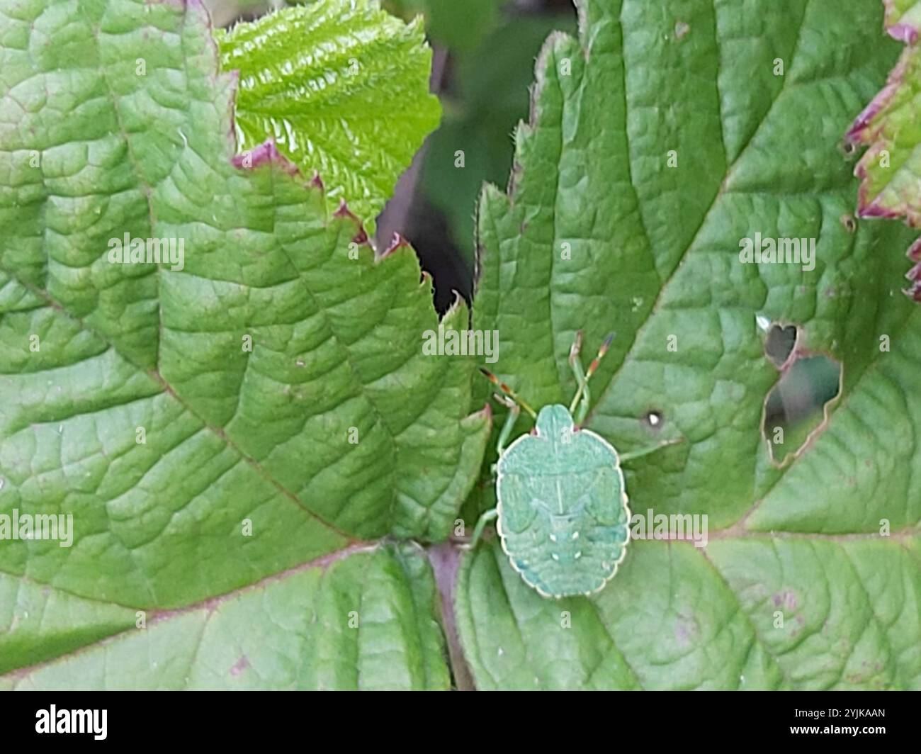 Green Shield Bug (Palomena prasina Stock Photo - Alamy