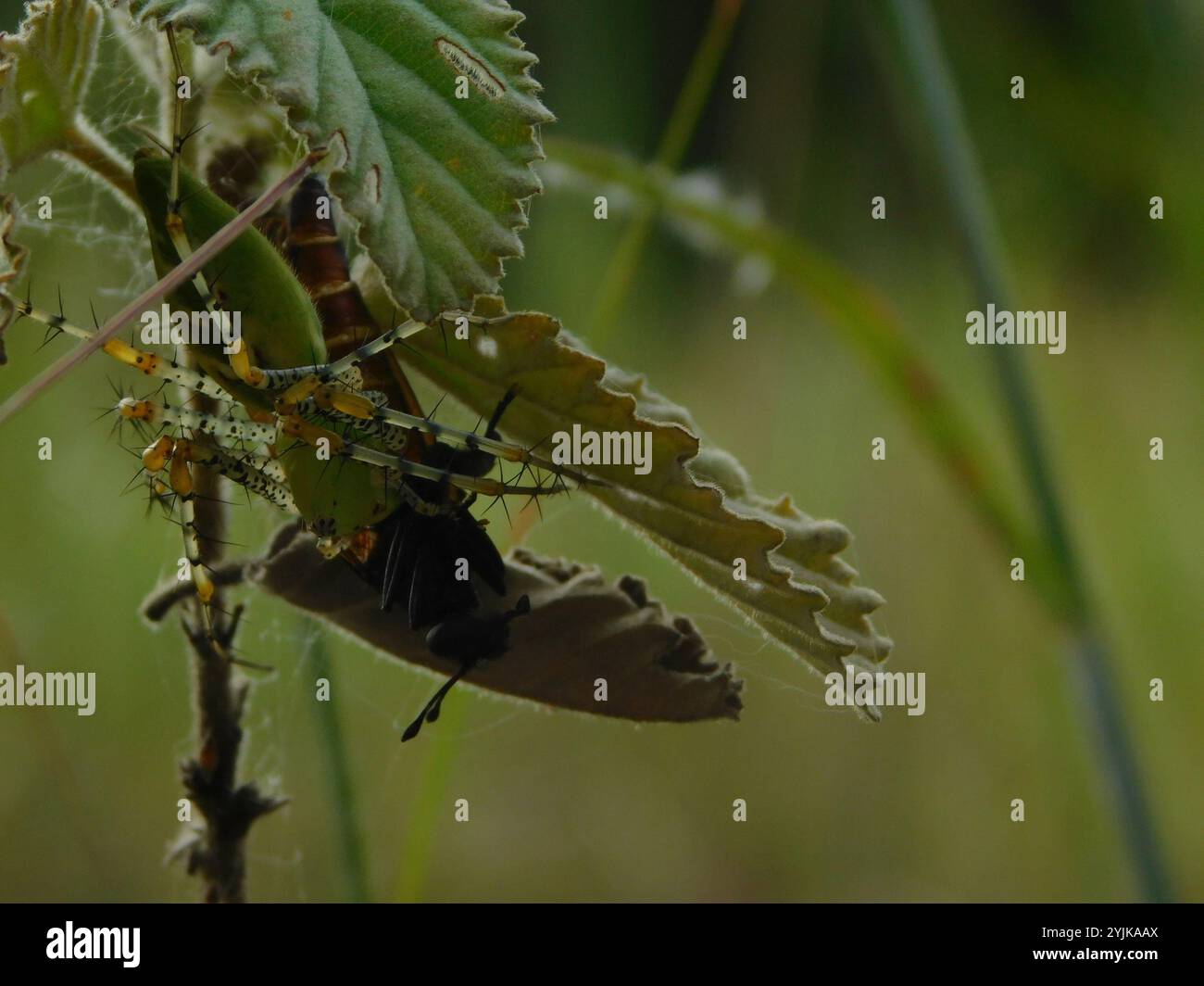 Mydas maculiventris hi-res stock photography and images - Alamy