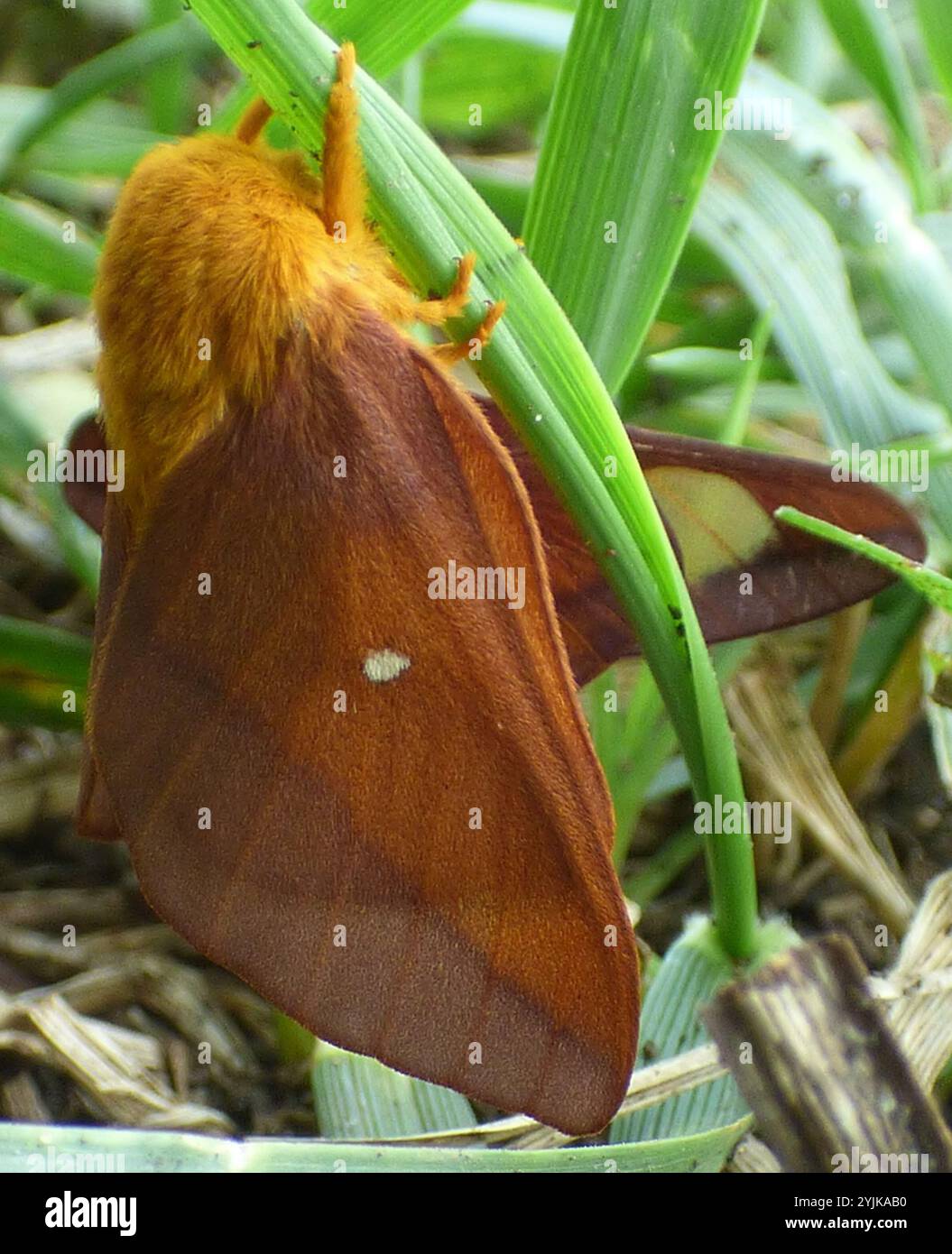 Southern Pink-striped Oakworm Moth (Anisota pellucida Stock Photo - Alamy
