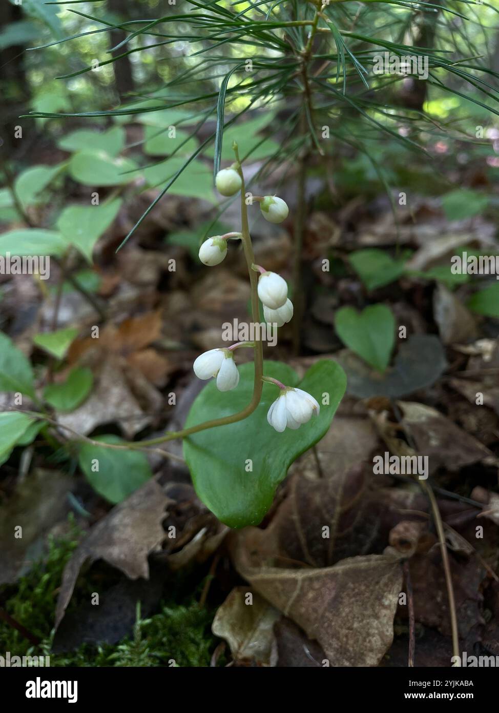shinleaf (Pyrola elliptica Stock Photo - Alamy