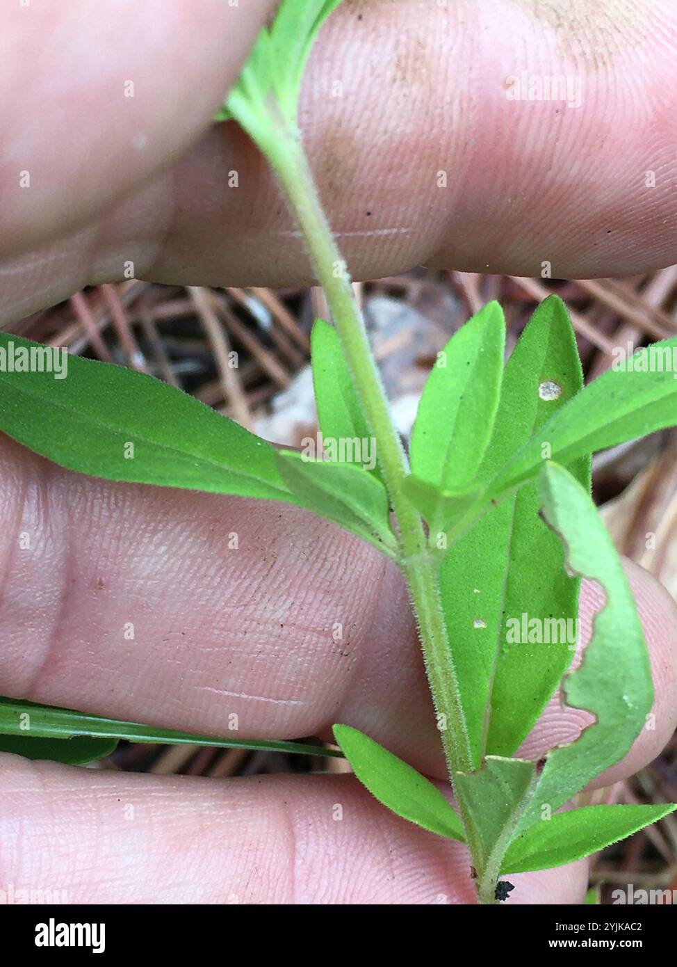 Blue Curls (Trichostema dichotomum Stock Photo - Alamy