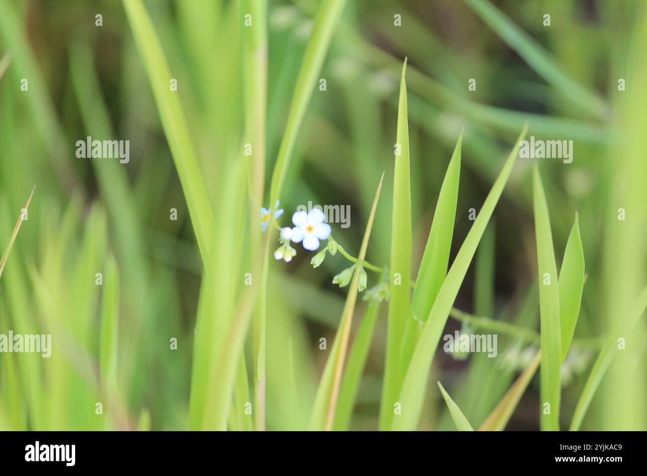 water forget-me-not (Myosotis scorpioides Stock Photo - Alamy