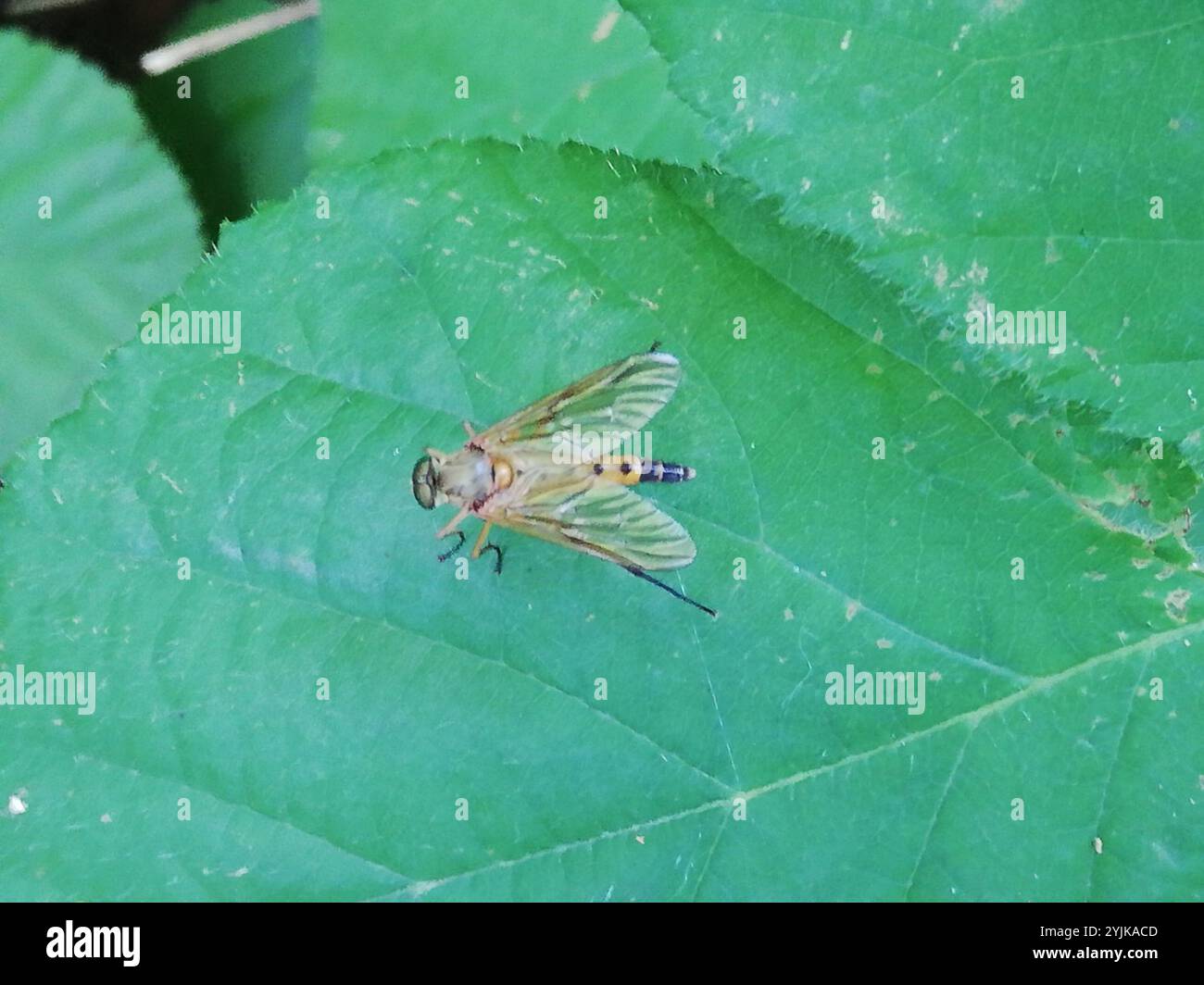 Marsh Snipe Fly (Rhagio tringarius Stock Photo - Alamy