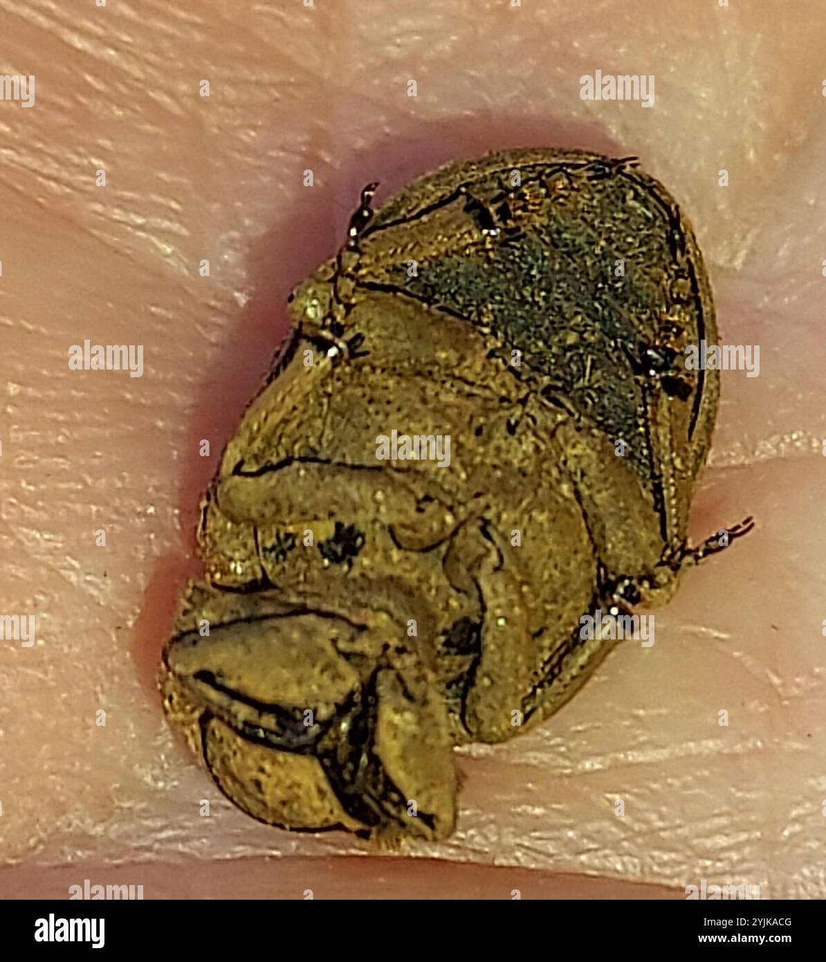 Omorgus hi-res stock photography and images - Alamy