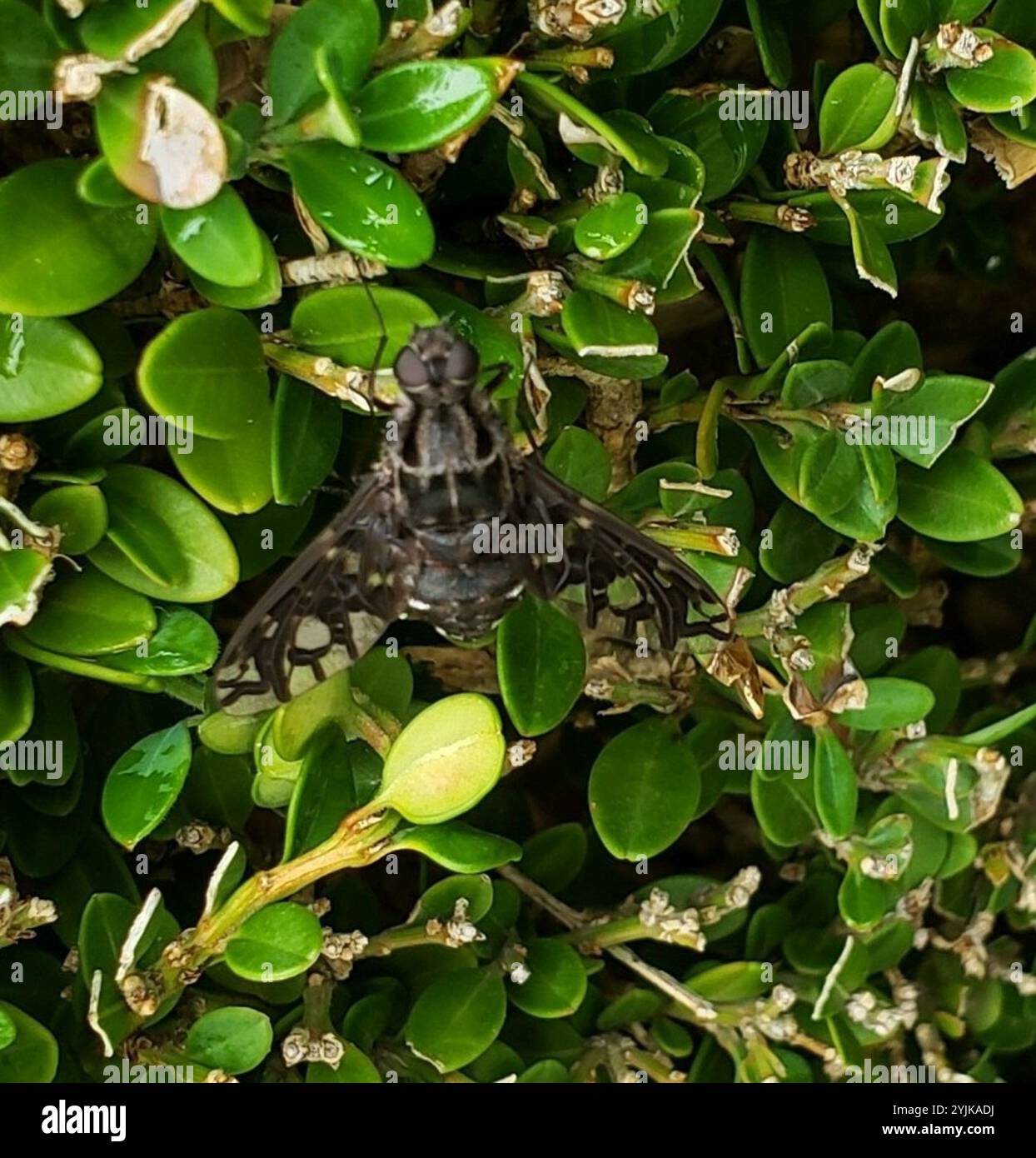 Tiger Bee Fly (Xenox tigrinus Stock Photo - Alamy