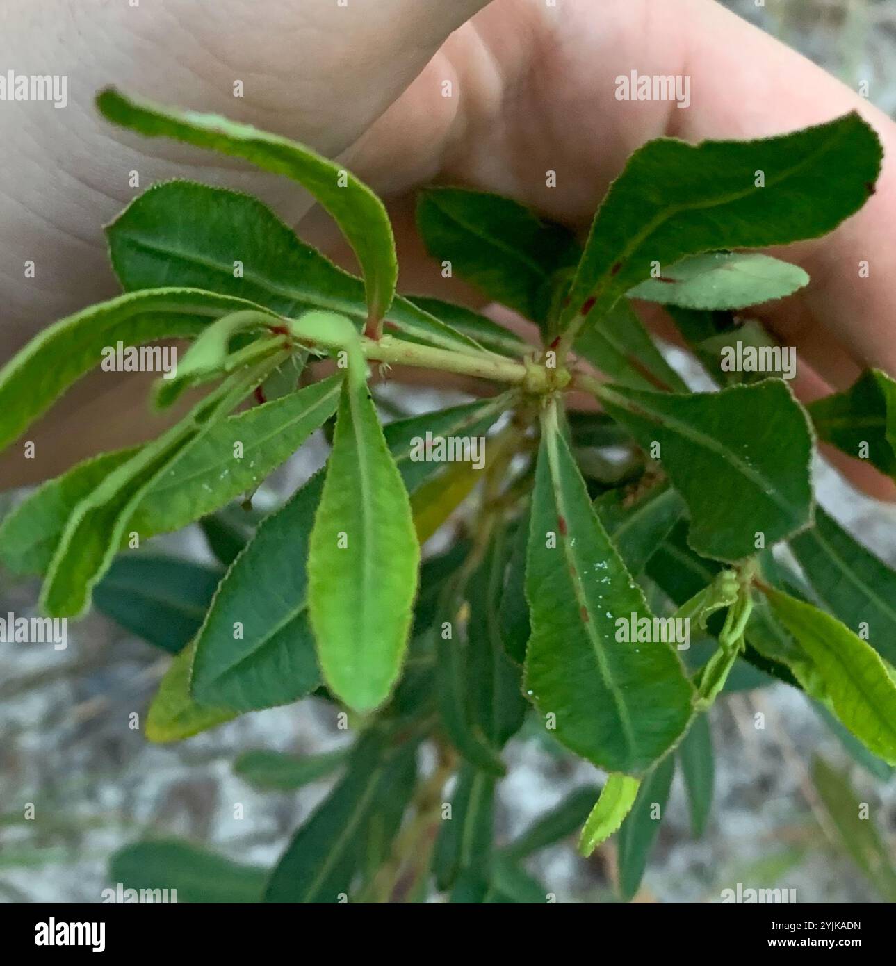 Queen's Delight (Stillingia sylvatica Stock Photo - Alamy
