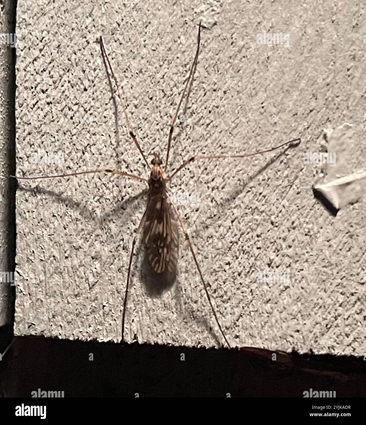 Typical Crane Flies (Tipuloidea Stock Photo - Alamy