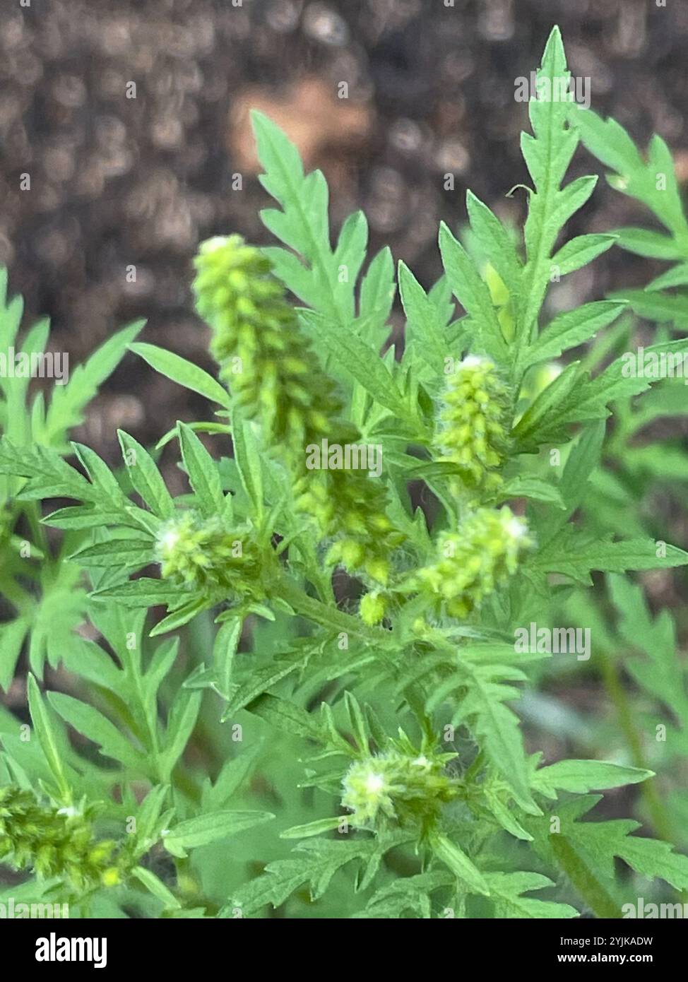 common ragweed (Ambrosia artemisiifolia Stock Photo - Alamy