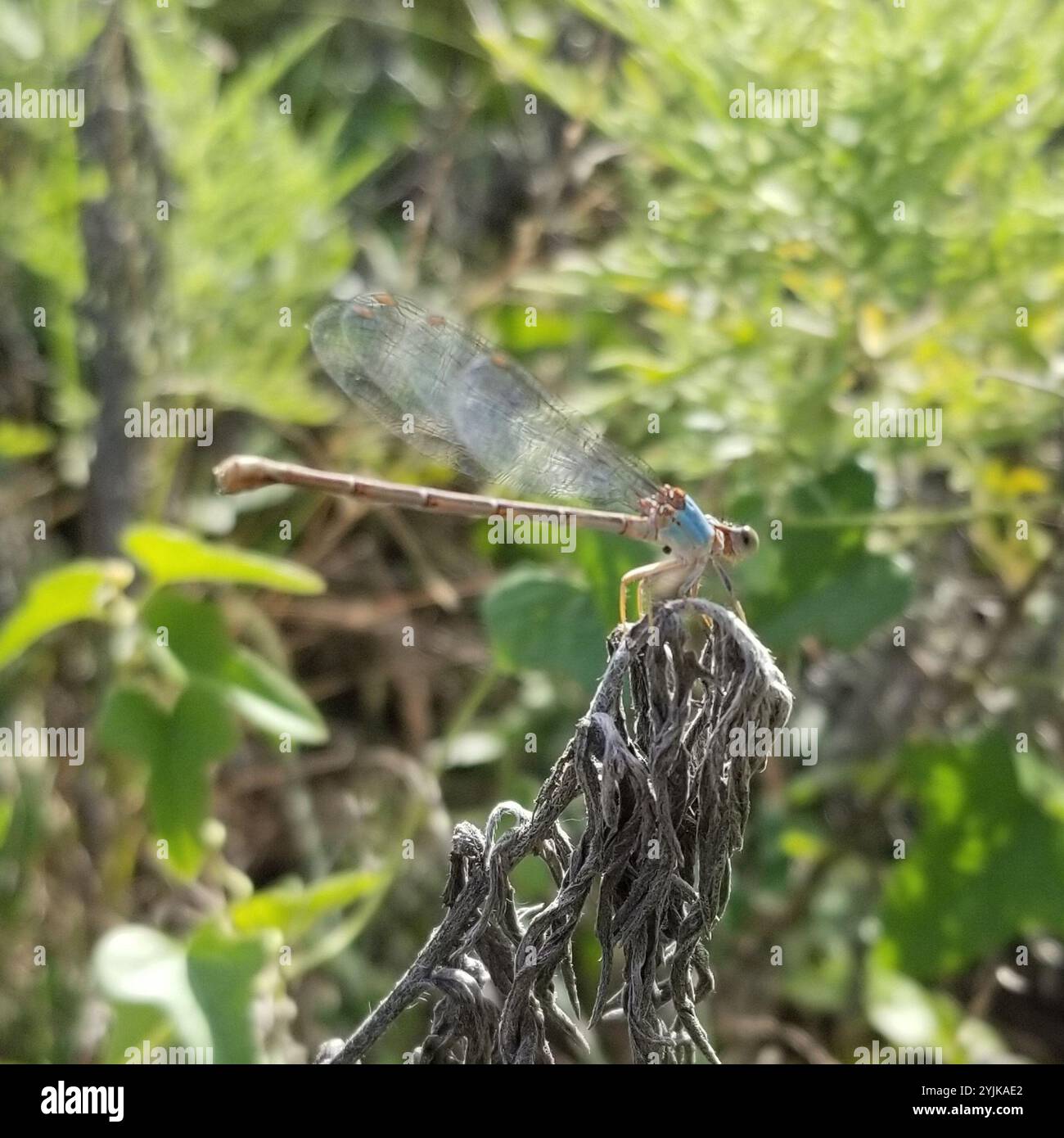 Powdered Dancer (Argia moesta Stock Photo - Alamy