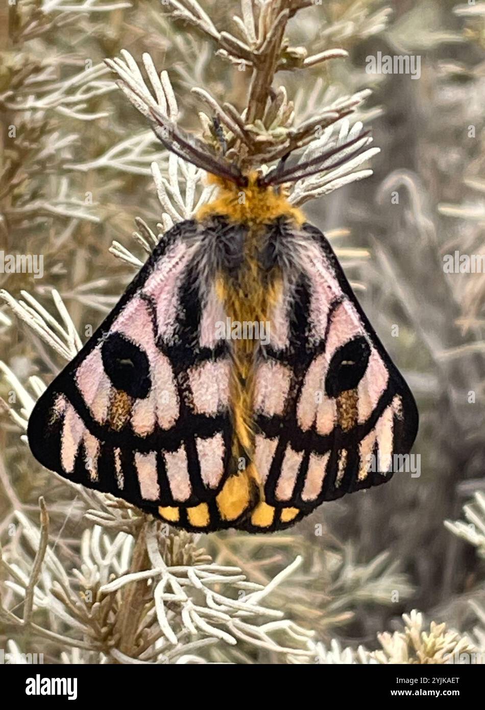 Western Sheep Moth (Hemileuca eglanterina Stock Photo - Alamy