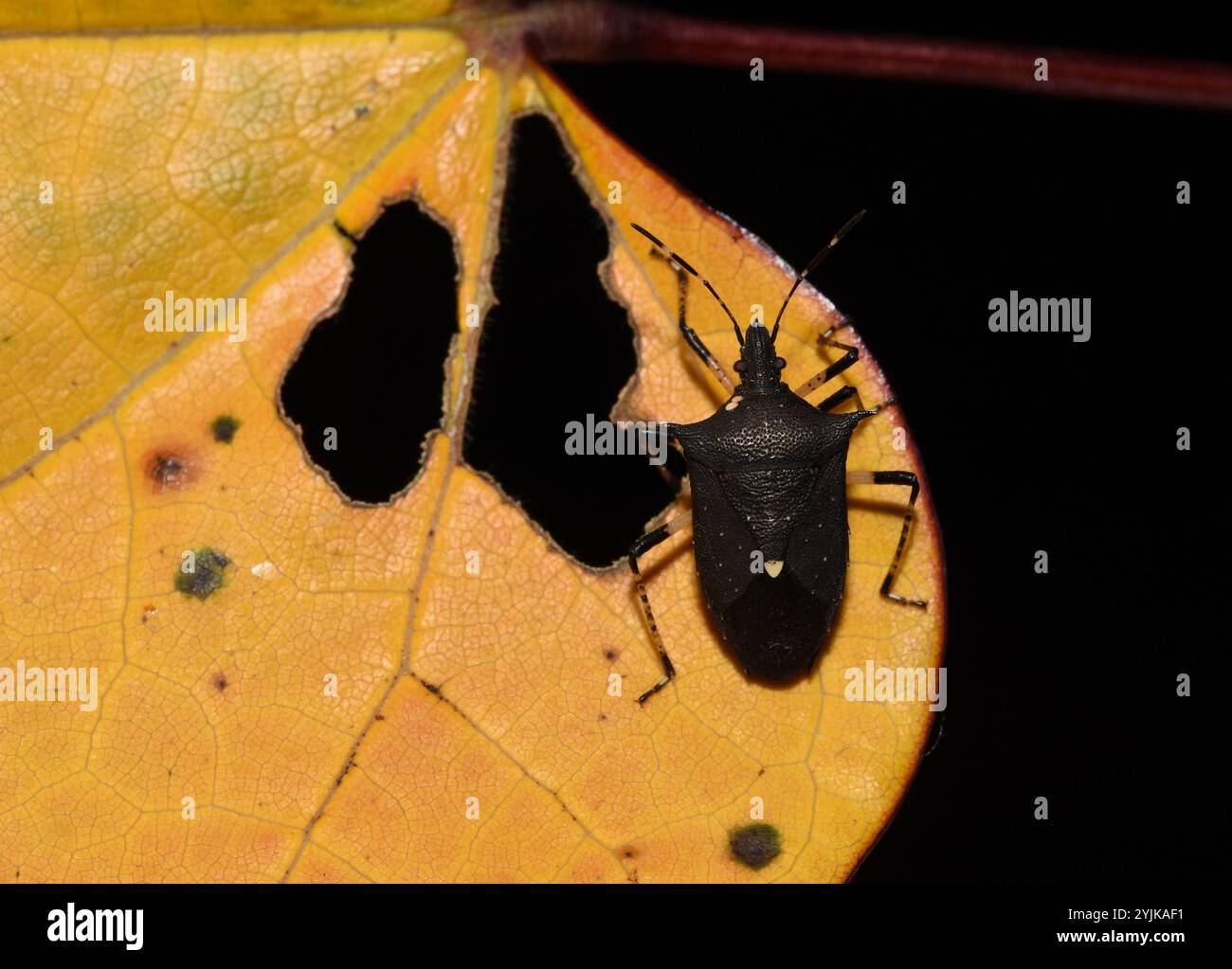 Black Stink Bug (Proxys punctulatus Stock Photo - Alamy