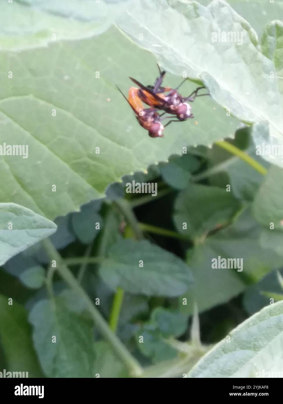 Feather legged fly trichopoda pennipes hi-res stock photography and ...