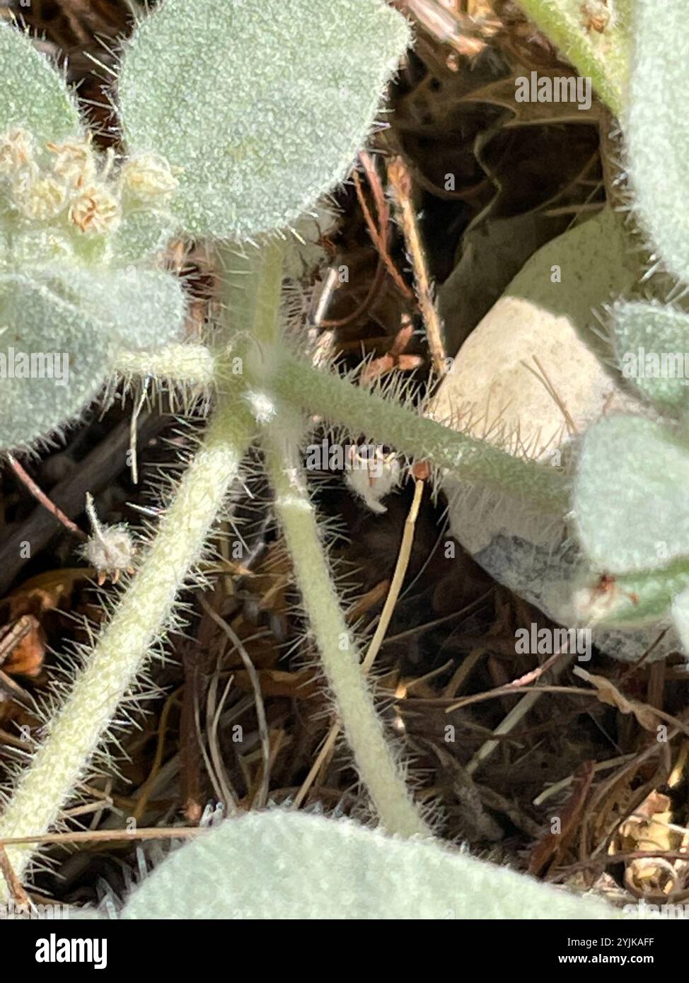 turkey mullein (Croton setiger Stock Photo - Alamy
