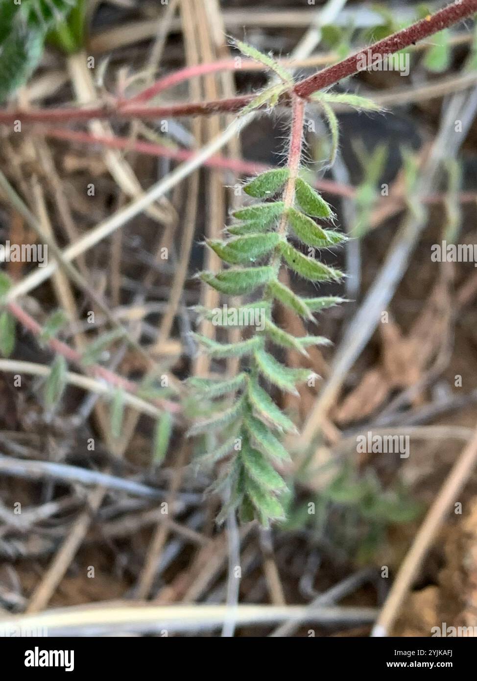 howell's horkelia (Horkelia howellii Stock Photo - Alamy
