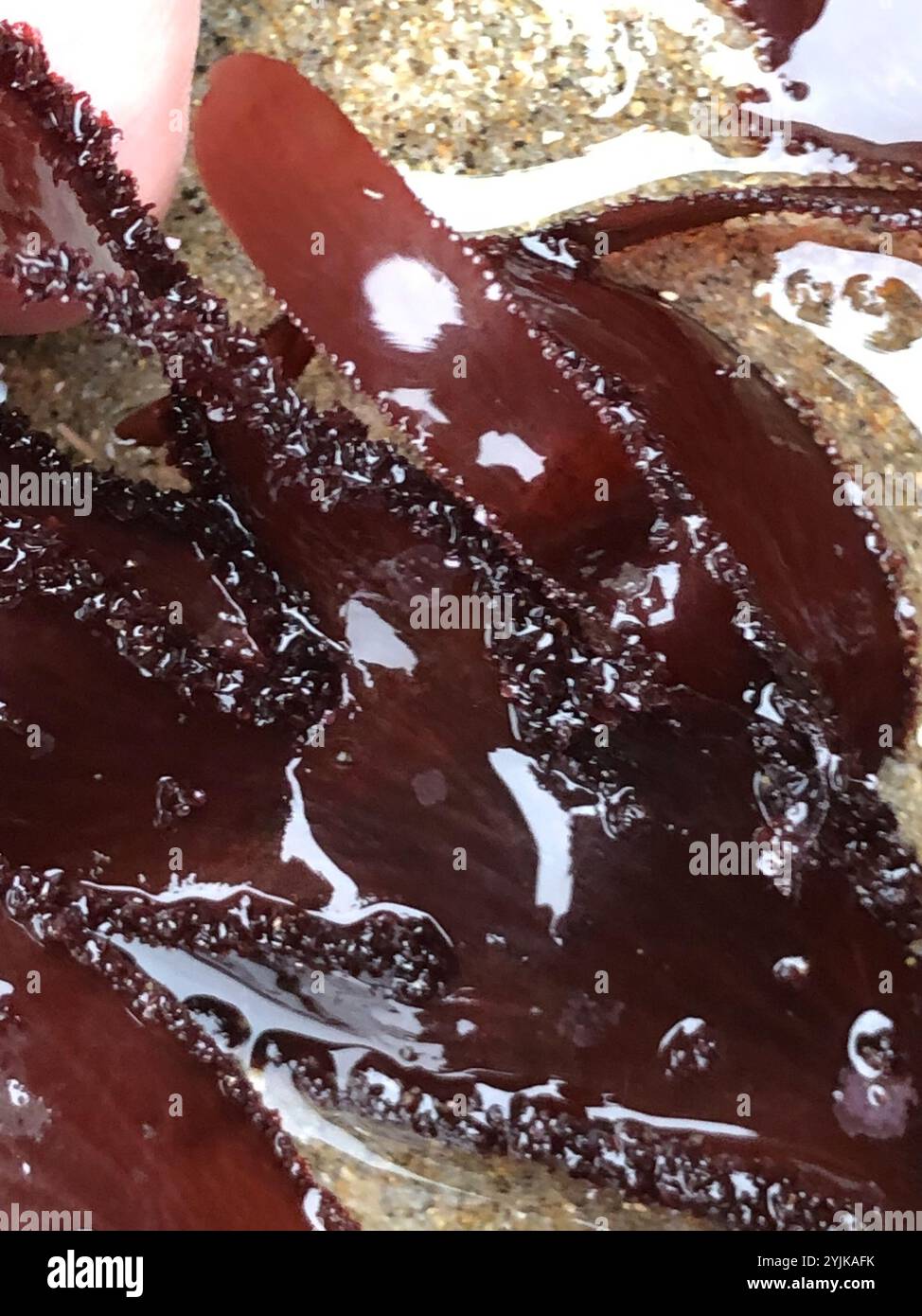 Grape Tongue (Cryptopleura ruprechtiana Stock Photo - Alamy