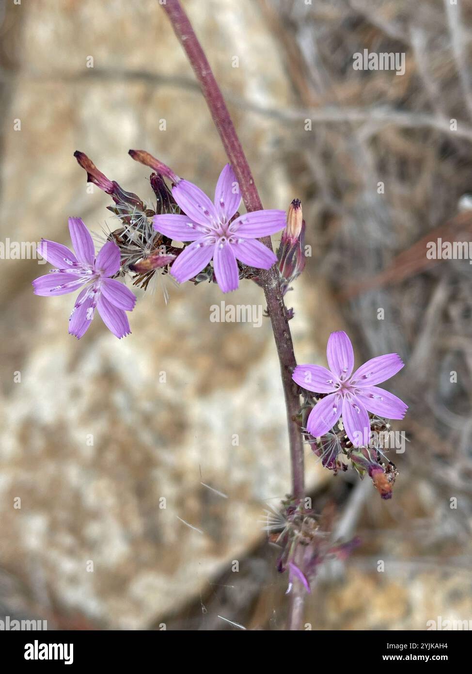 rod wirelettuce (Stephanomeria virgata Stock Photo - Alamy