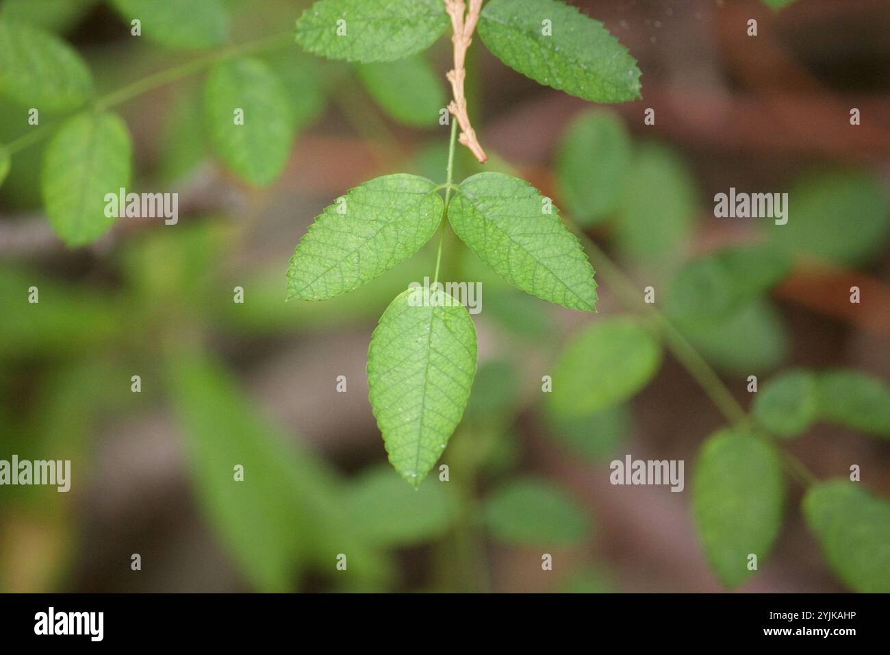 California Wild Rose (Rosa californica Stock Photo - Alamy