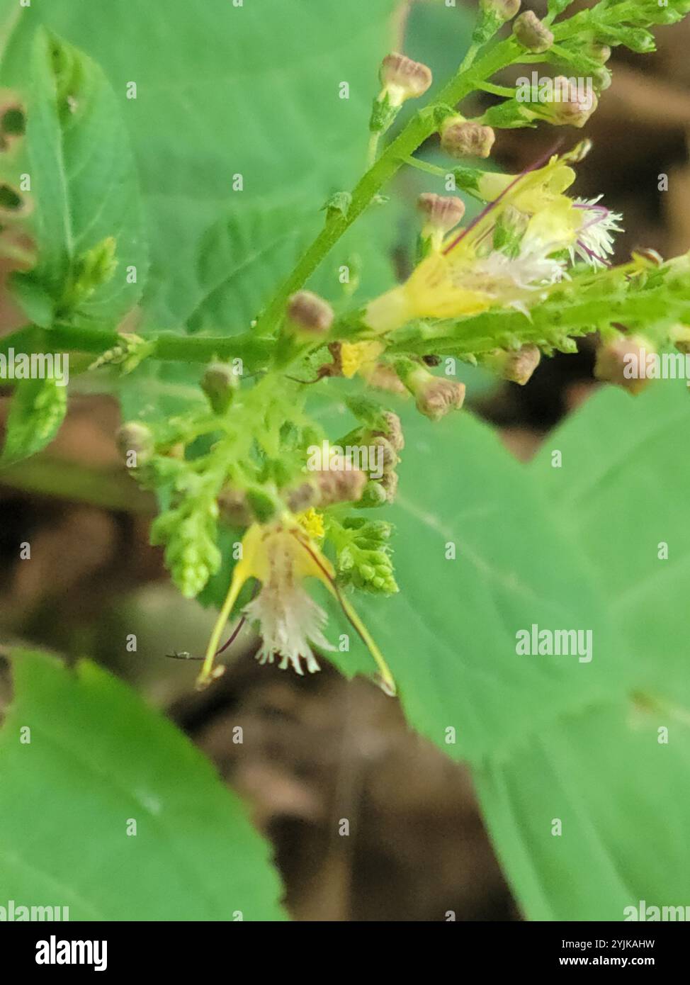 citronella horse balm (Collinsonia canadensis Stock Photo - Alamy