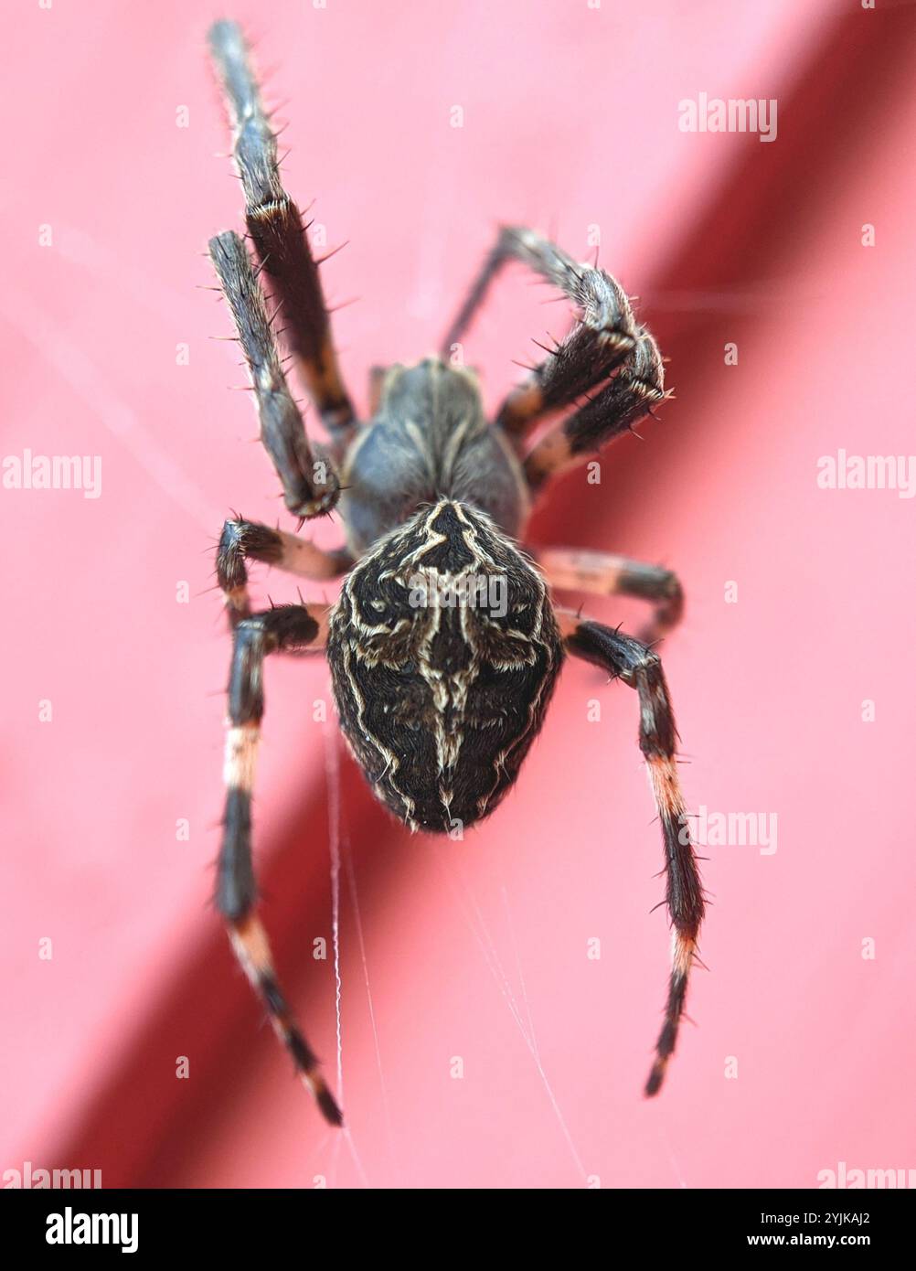 Grey Cross Spider (Larinioides sclopetarius Stock Photo - Alamy