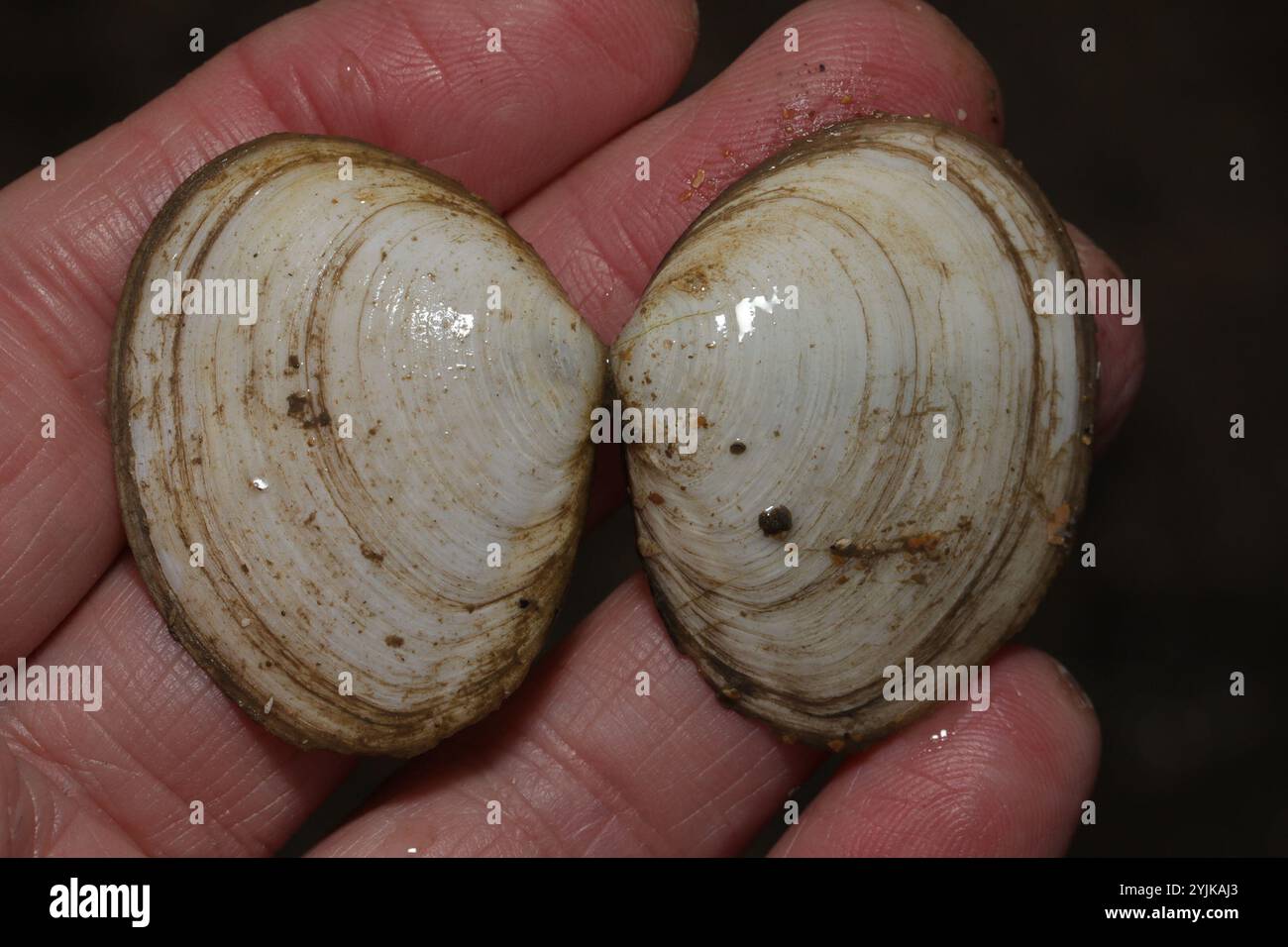 Macoma balthica hi-res stock photography and images - Alamy