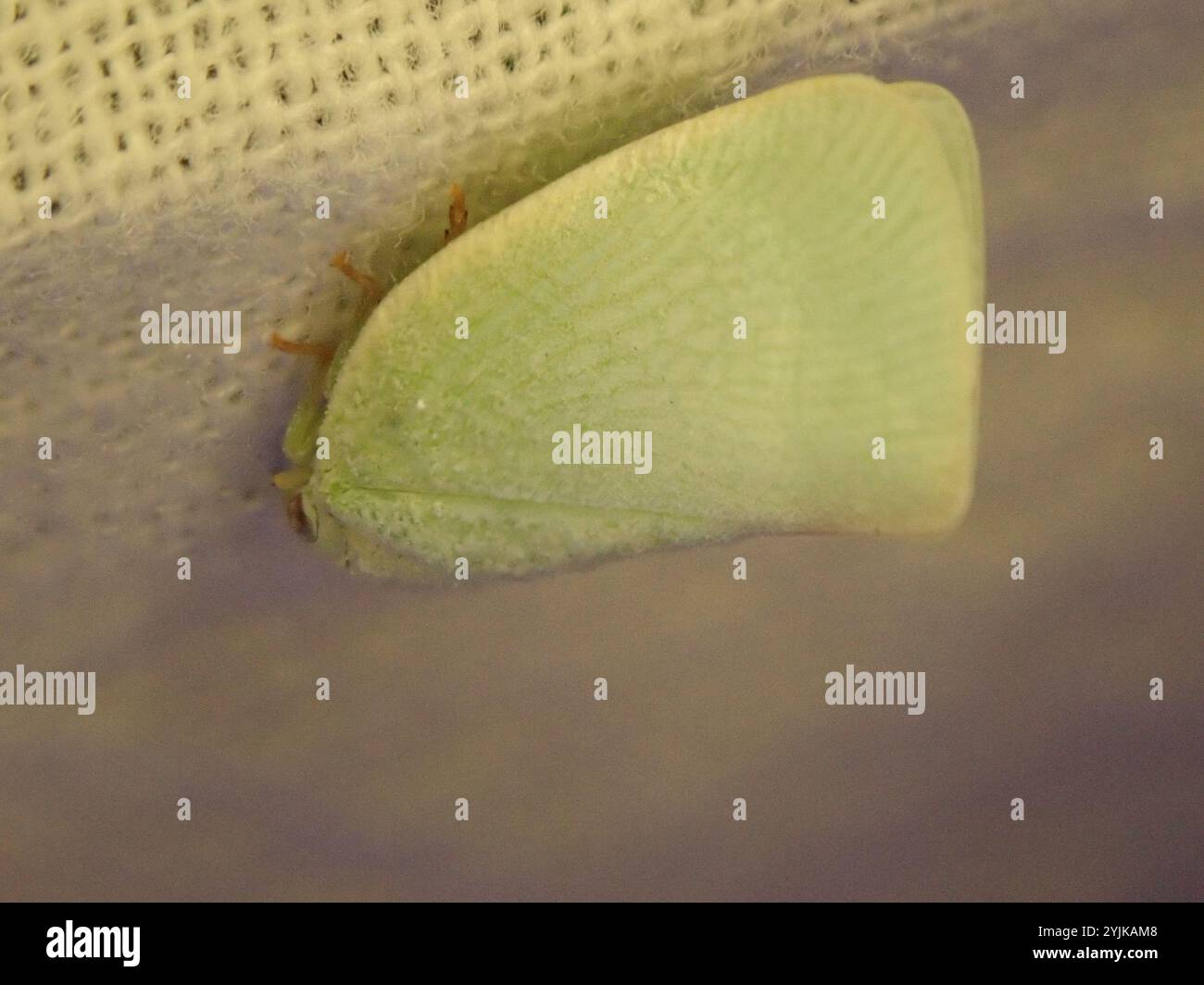 Northern Flatid Planthopper (Flatormenis proxima Stock Photo - Alamy