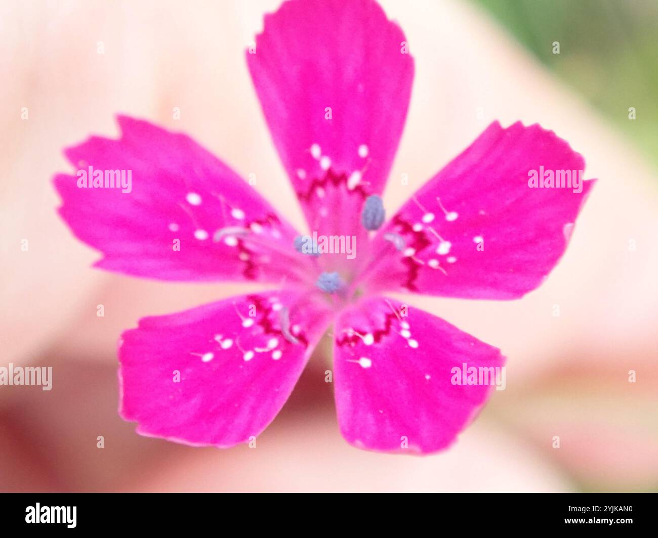 Maiden Pink (Dianthus deltoides Stock Photo - Alamy