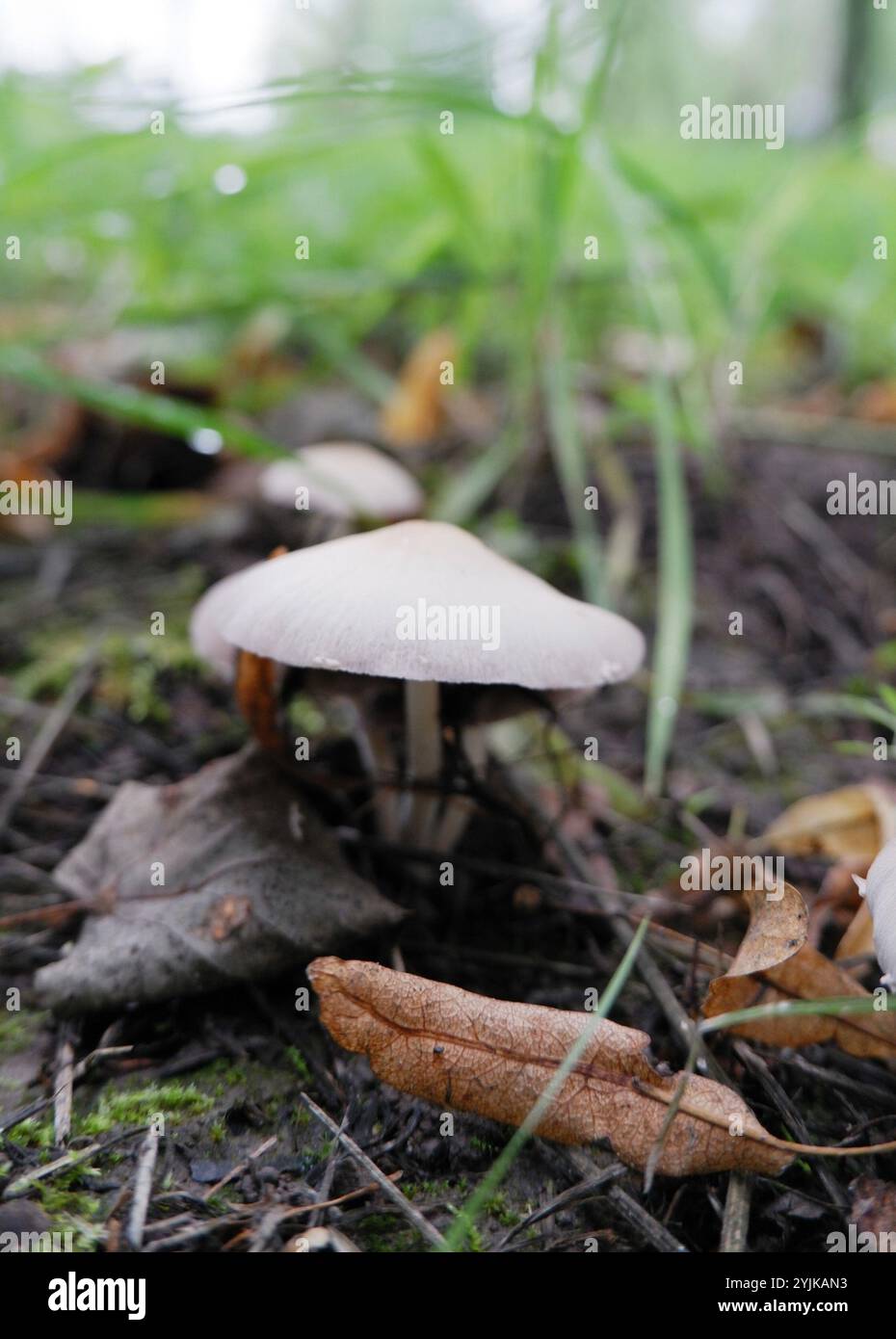 White Fibrecap (Inocybe geophylla Stock Photo - Alamy