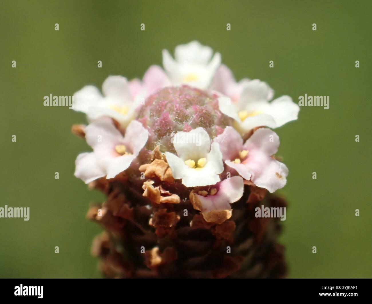 turkey tangle frogfruit (Phyla nodiflora Stock Photo - Alamy