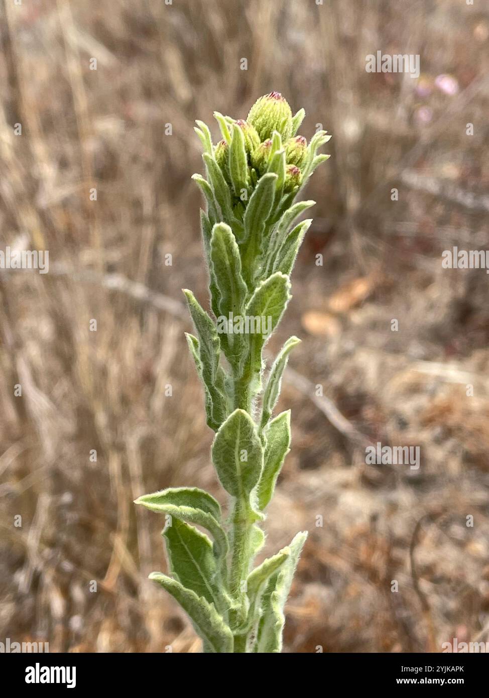Telegraphweed (Heterotheca grandiflora Stock Photo - Alamy