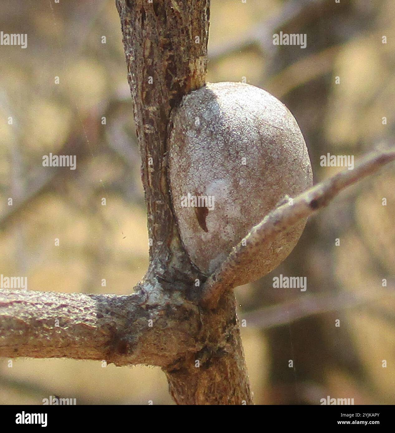 Slug Caterpillar Moths (Limacodidae Stock Photo - Alamy