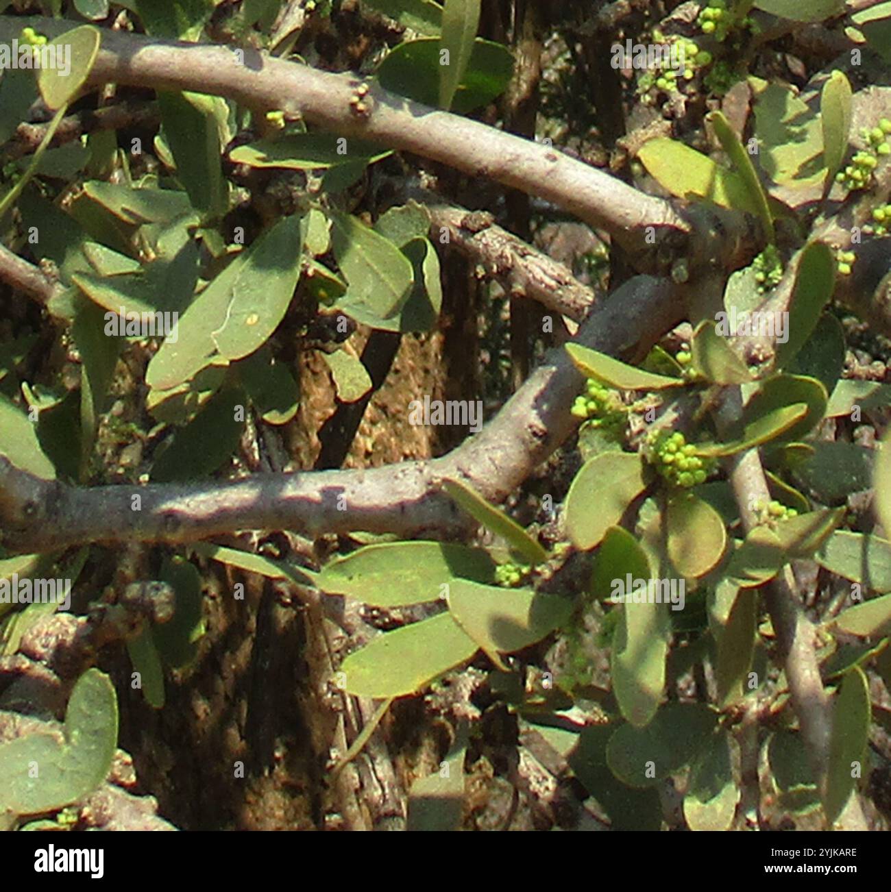 staff-vine family (Celastraceae Stock Photo - Alamy