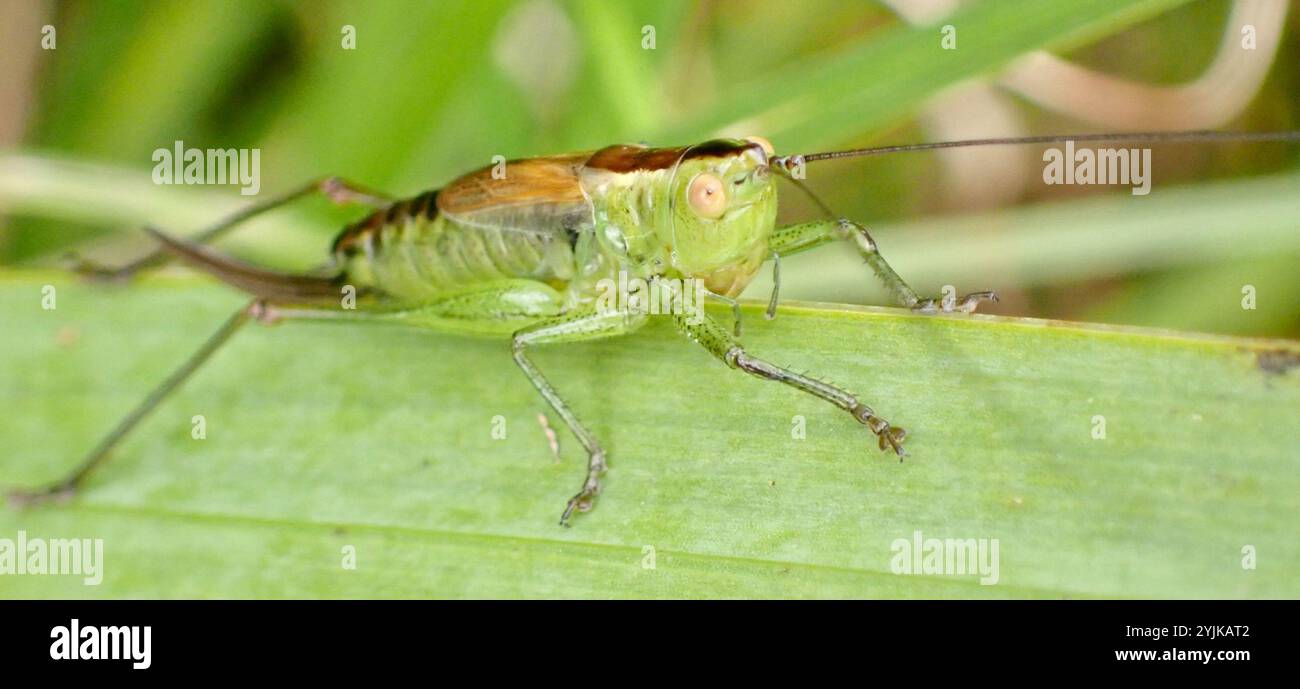 Short-winged Conehead (Conocephalus dorsalis Stock Photo - Alamy