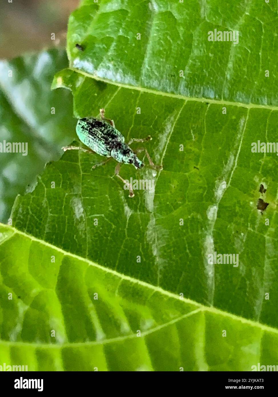 Green Immigrant Leaf Weevil (Polydrusus formosus Stock Photo - Alamy