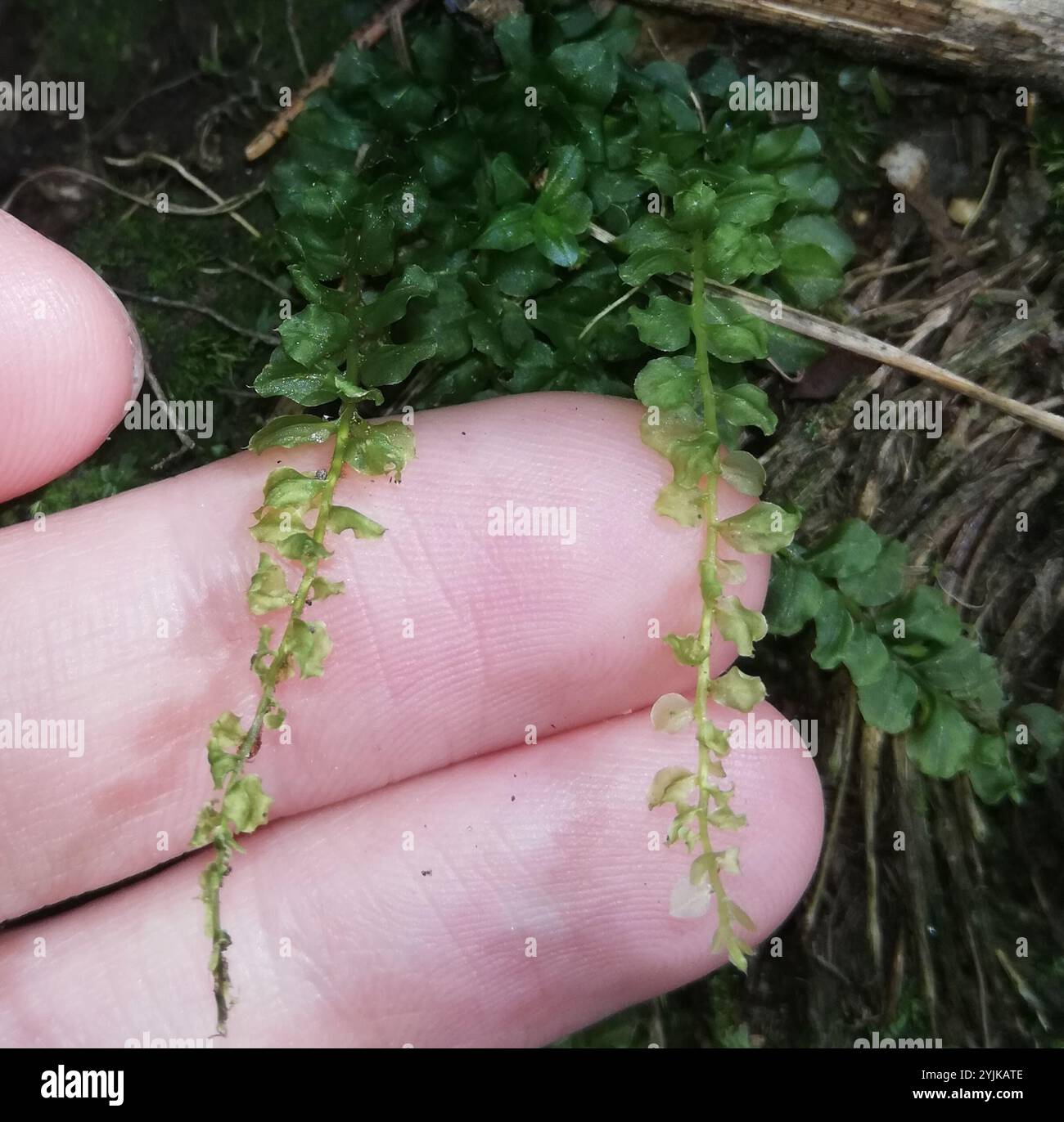 Thyme and Allied Mosses (Plagiomnium Stock Photo - Alamy