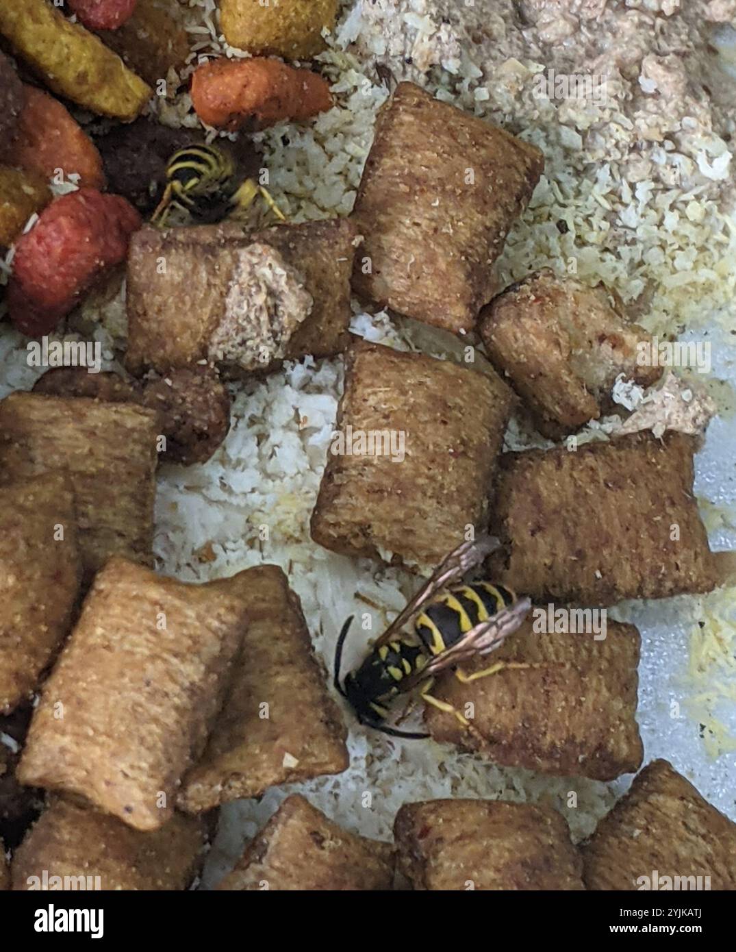 Downy Yellowjacket (Vespula flavopilosa Stock Photo - Alamy