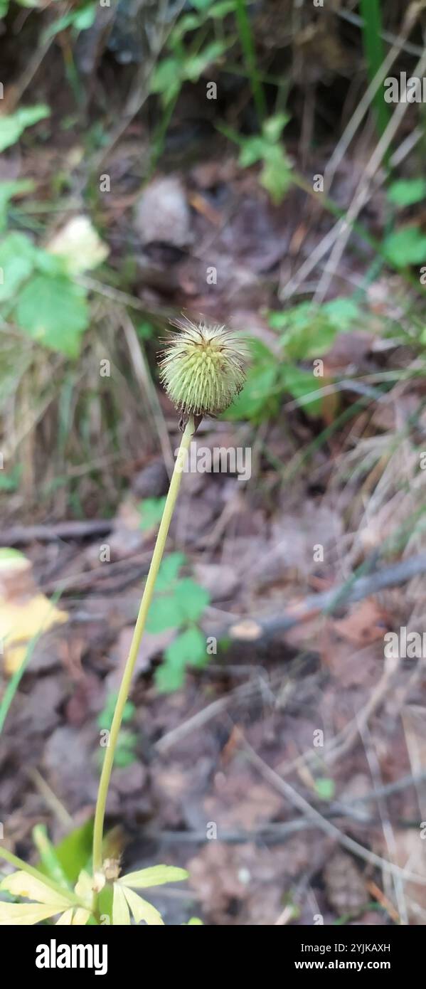Yellow Avens (Geum aleppicum Stock Photo - Alamy