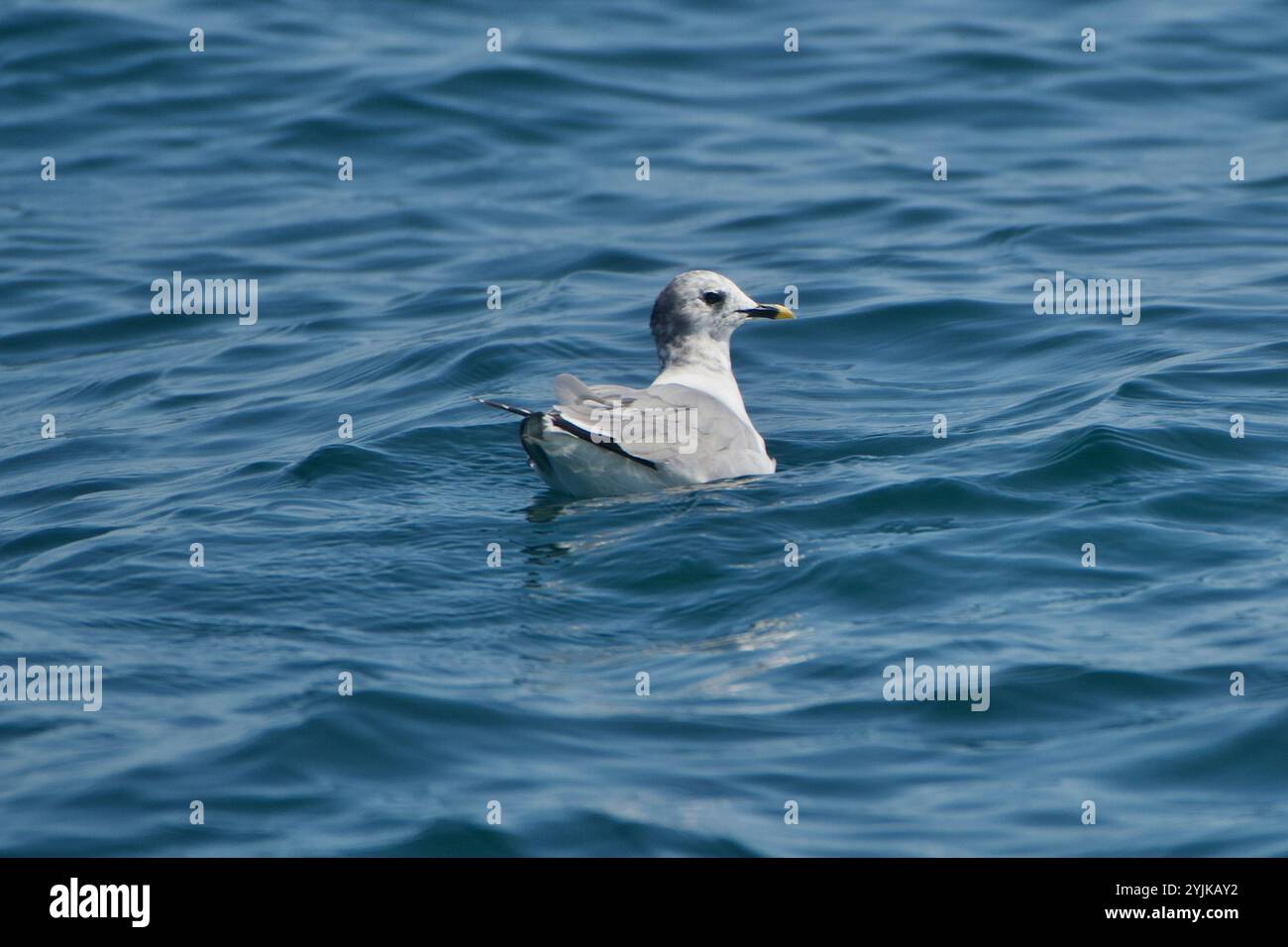 Sabine's Gull (Xema sabini Stock Photo - Alamy