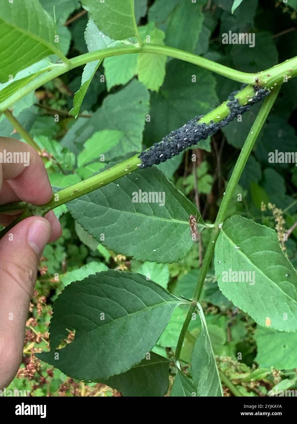 Elder Aphid (Aphis sambuci Stock Photo - Alamy