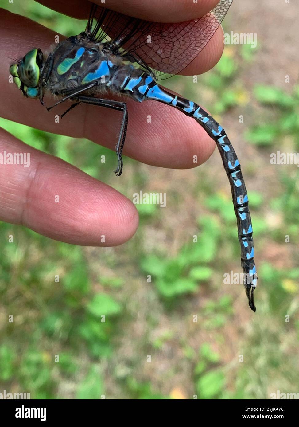 Lake Darner (Aeshna eremita Stock Photo - Alamy
