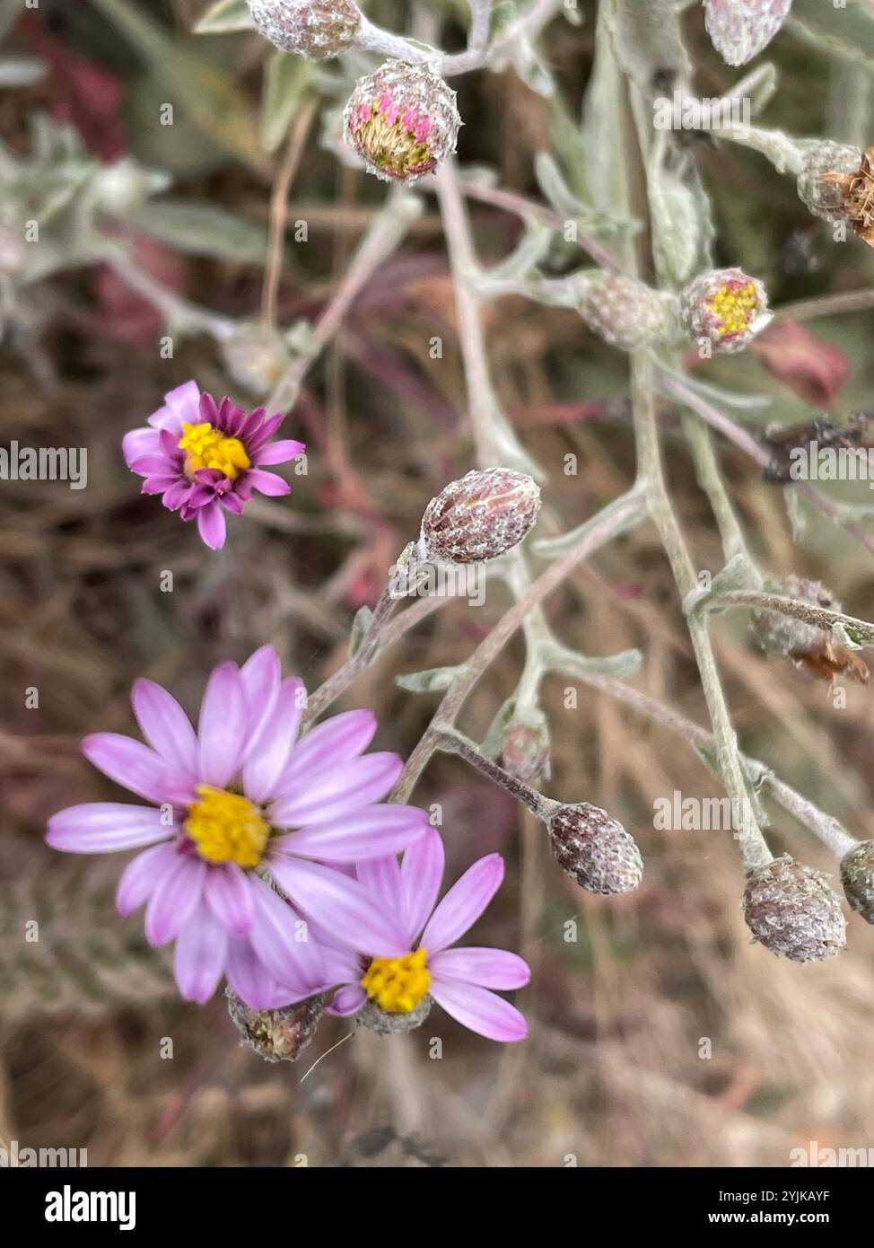 Corethrogyne filaginifolia hi-res stock photography and images - Alamy